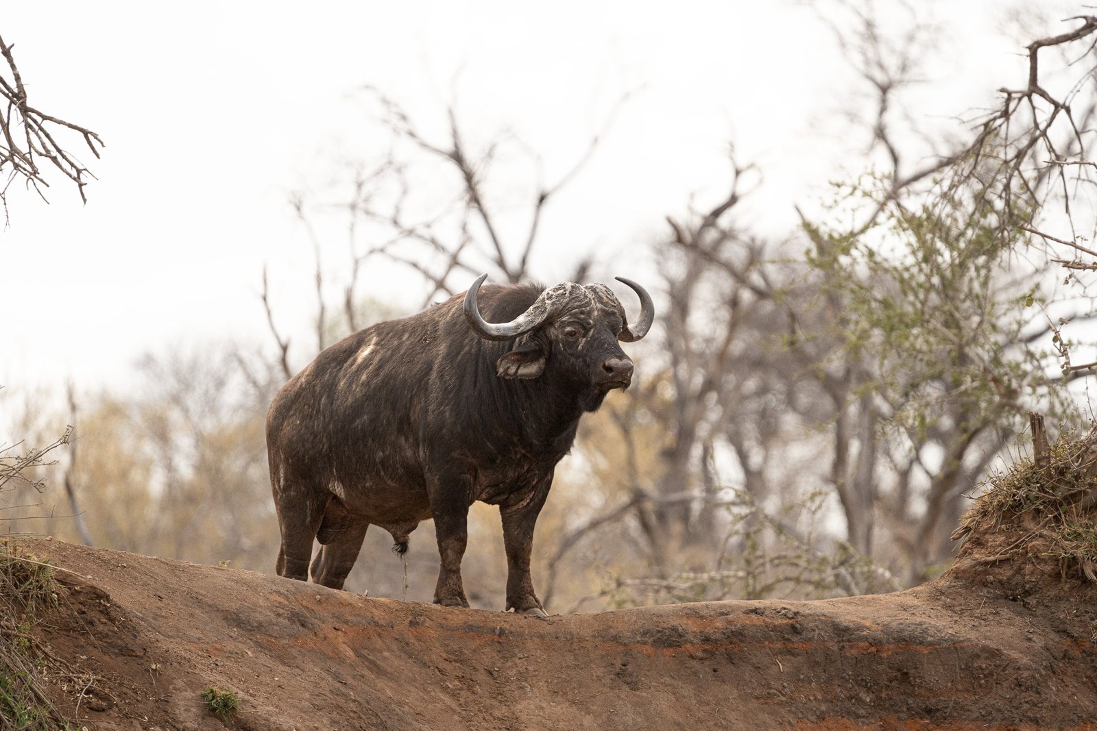 Safari in Hoedspruit: tips from a local guide - Safari Reinhardt